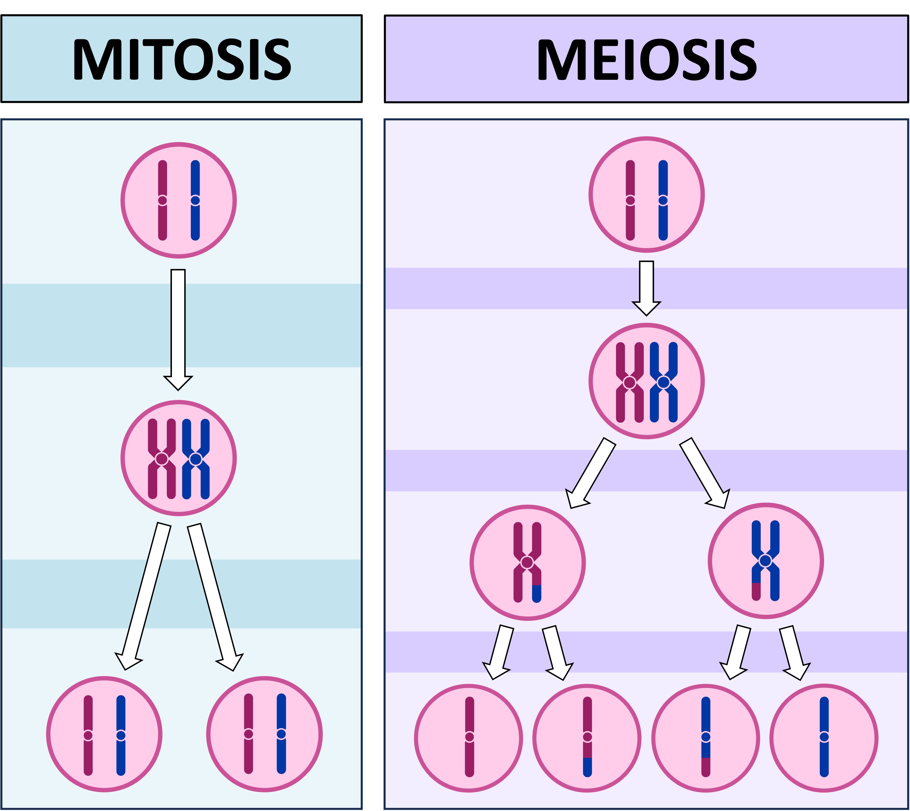 Mitosis Vs Meiosis
